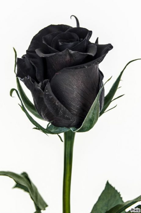 venta-de-rosa-negra-en-cali-a-domicilio | EL DETALLE PERFECTO