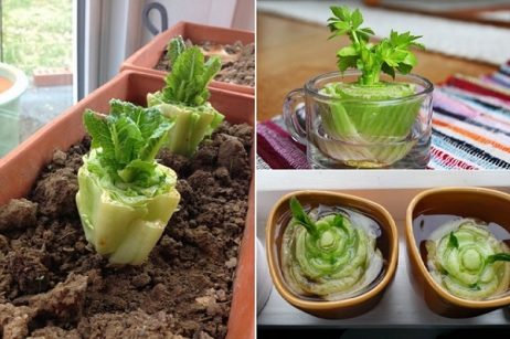 cultivar-en-casa-lechuga-o-repollo | EL DETALLE PERFECTO